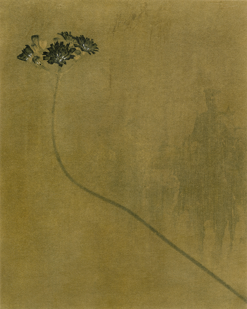 Épervière de Bauhin 2024. © Sophie Zénon - L'oeil de l'info